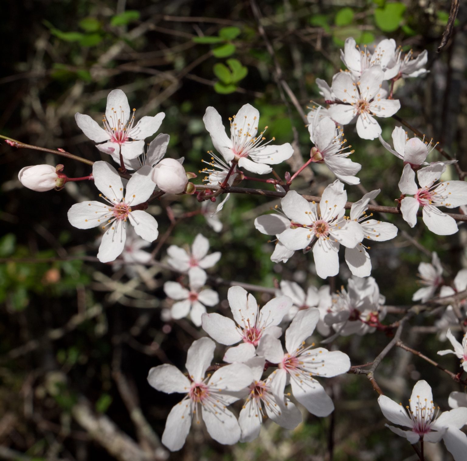 Sierra Plum flowers in the wild so early. Does it have fruit?